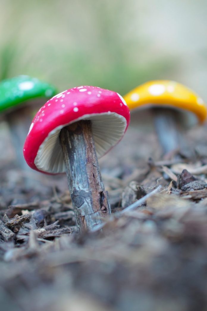 20 Creative Mushroom Projects For Your Garden | FarmFoodFamily