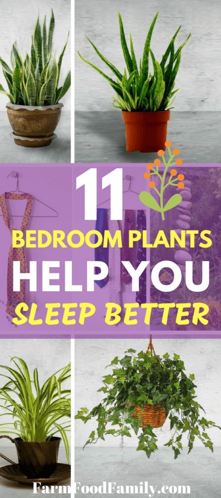 14 Bedroom Plants That Help You Sleep Better Every Night - FarmFoodFamily
