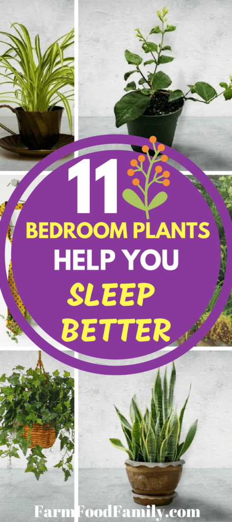 11 Bedroom Plants That Help You Sleep Better Every Night