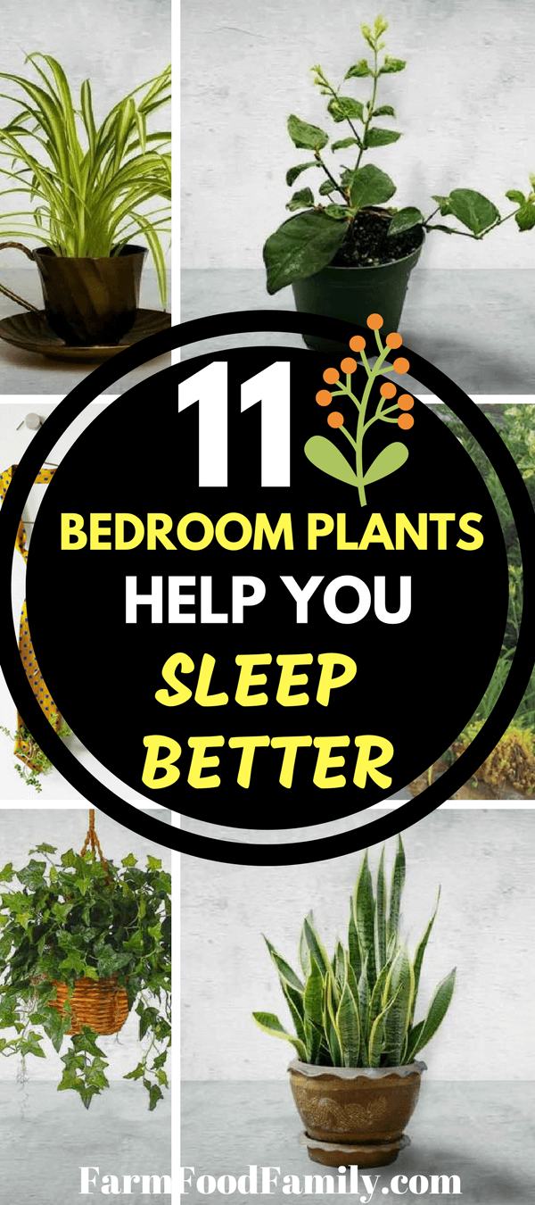 11 Bedroom Plants That Help You Sleep Better Every Night