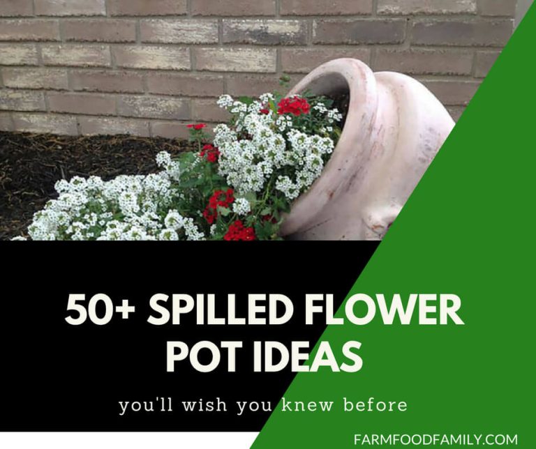 52+ Amazing Spilled Flower Pot Ideas: That Art of Gardening