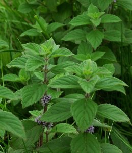 How to Choose Mint and How to Grow It - FarmFoodFamily