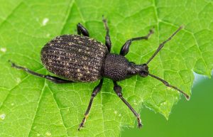 Top 10 Worst Garden Pests & How To Control Them