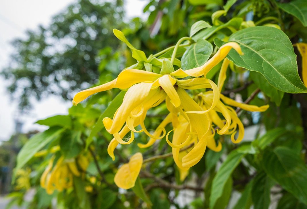 Ylang Ylang Plant Benefits: Everything You Need To Know - FarmFoodFamily