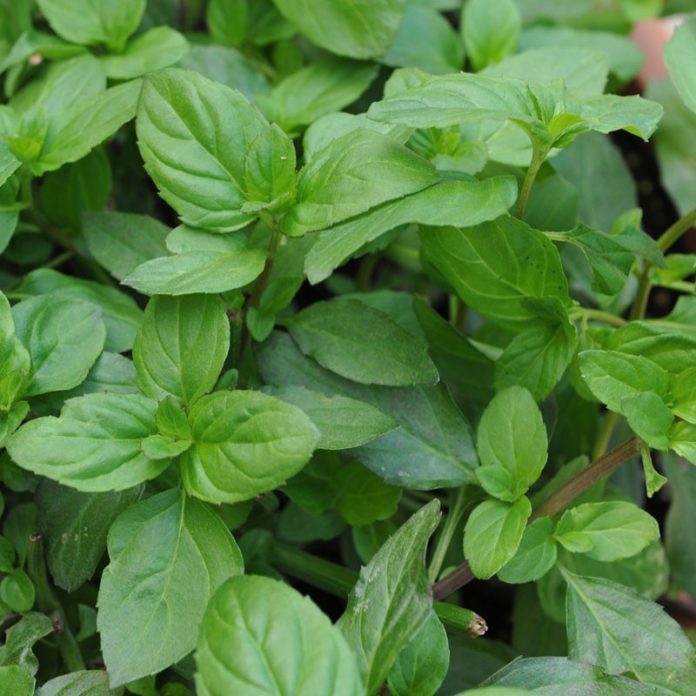 How to Choose Mint and How to Grow It - FarmFoodFamily