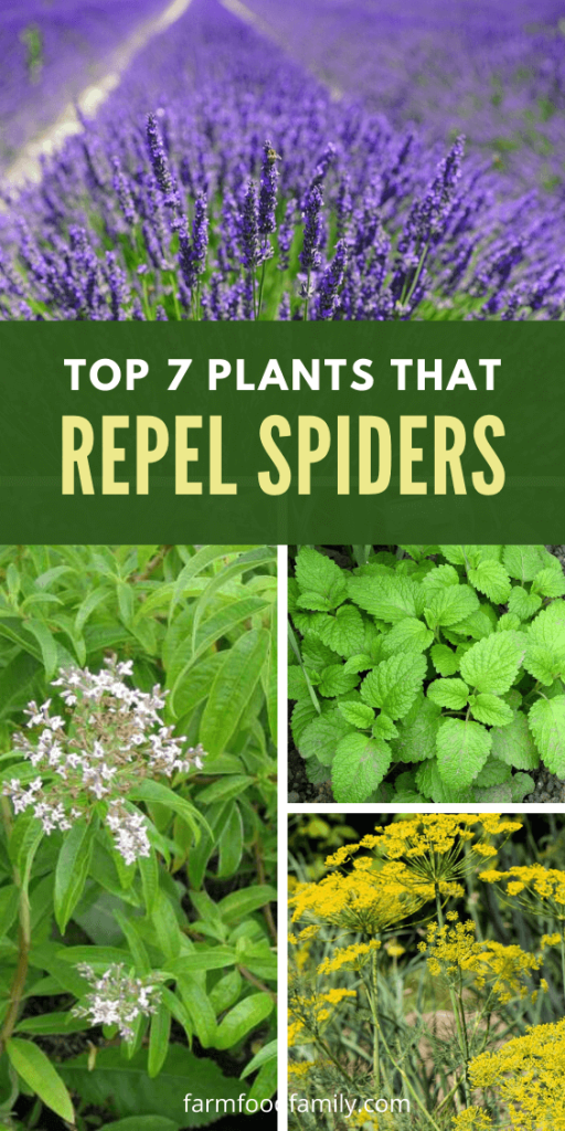 Natural Spider Repellents: 7 Plants That Repel Spiders - Farm.Food.Family