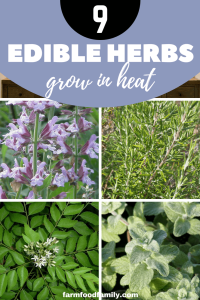 Perennial Herbs: 9 Herbs That Grow In The Heat - FarmFoodFamily