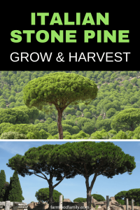 How To Grow and Harvest Italian Stone Pine: The ROMAN Pine