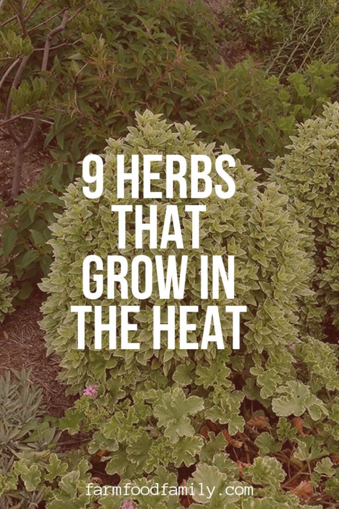 Perennial Herbs: 9 Herbs That Grow In The Heat - FarmFoodFamily