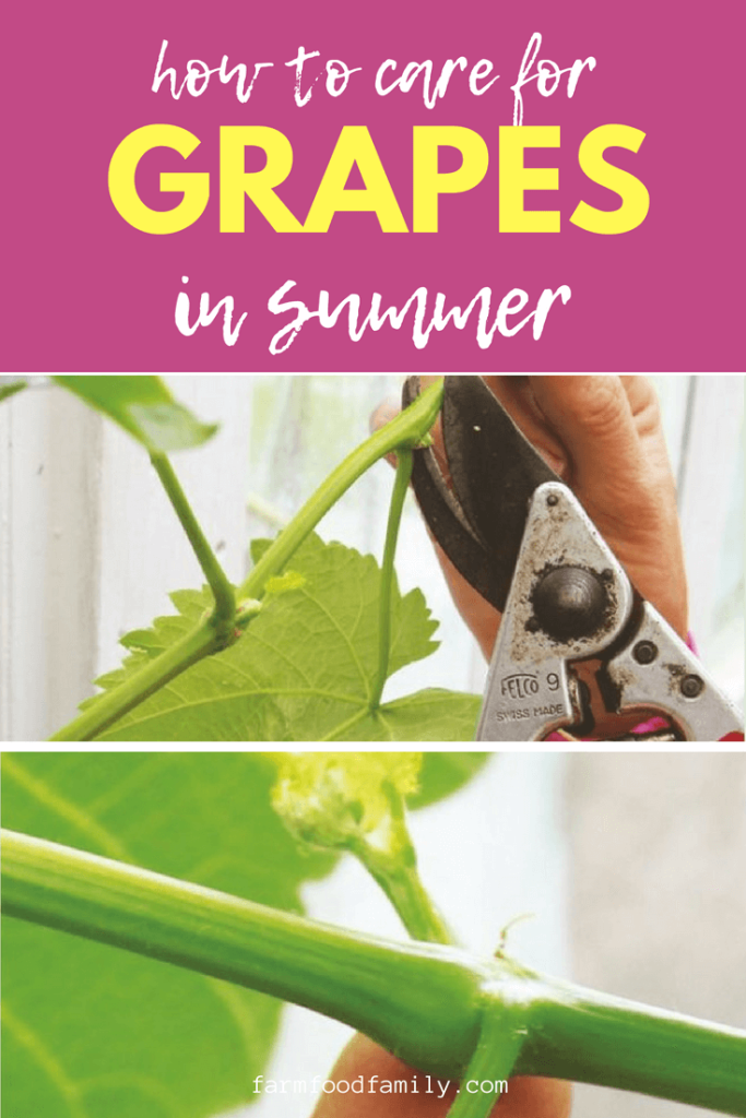 How To Care For Grapes In Summer - FarmFoodFamily