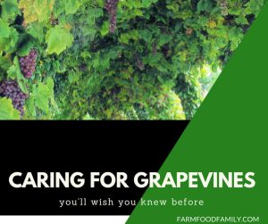 How To Care For Grapes In Summer - FarmFoodFamily
