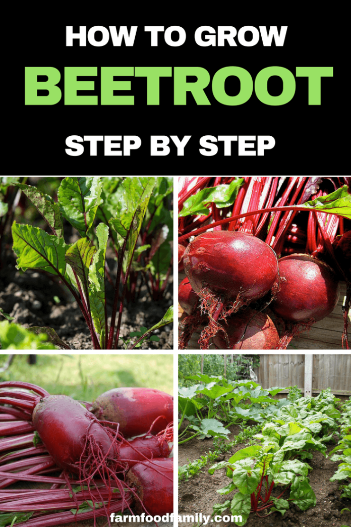 Beetroot Health Benefits and How To Grow Beetroot Step By Step