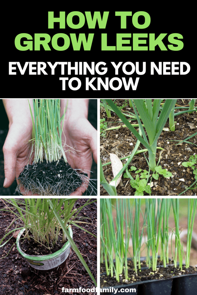 Tips for Leeks Growing: How to care for Leeks Plant - FarmFoodFamily