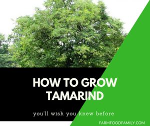 Tamarind Benefits and How to grow Tamarind tree - FarmFoodFamily