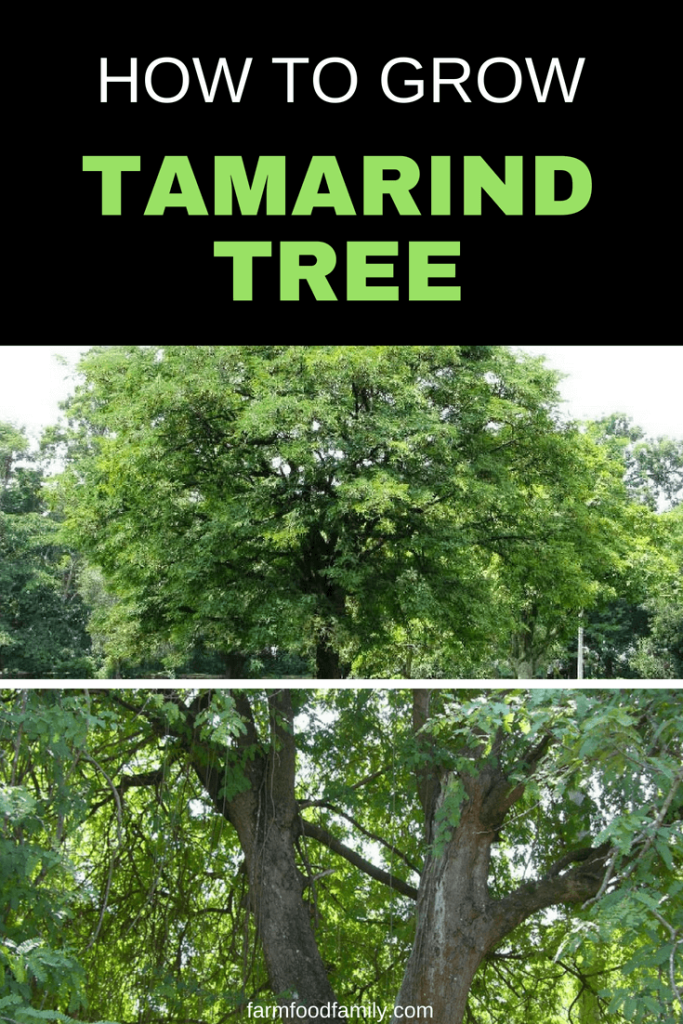 Tamarind Benefits and How to grow Tamarind tree - FarmFoodFamily