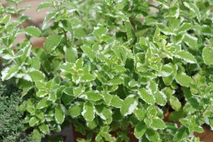 How to Choose Mint and How to Grow It - FarmFoodFamily