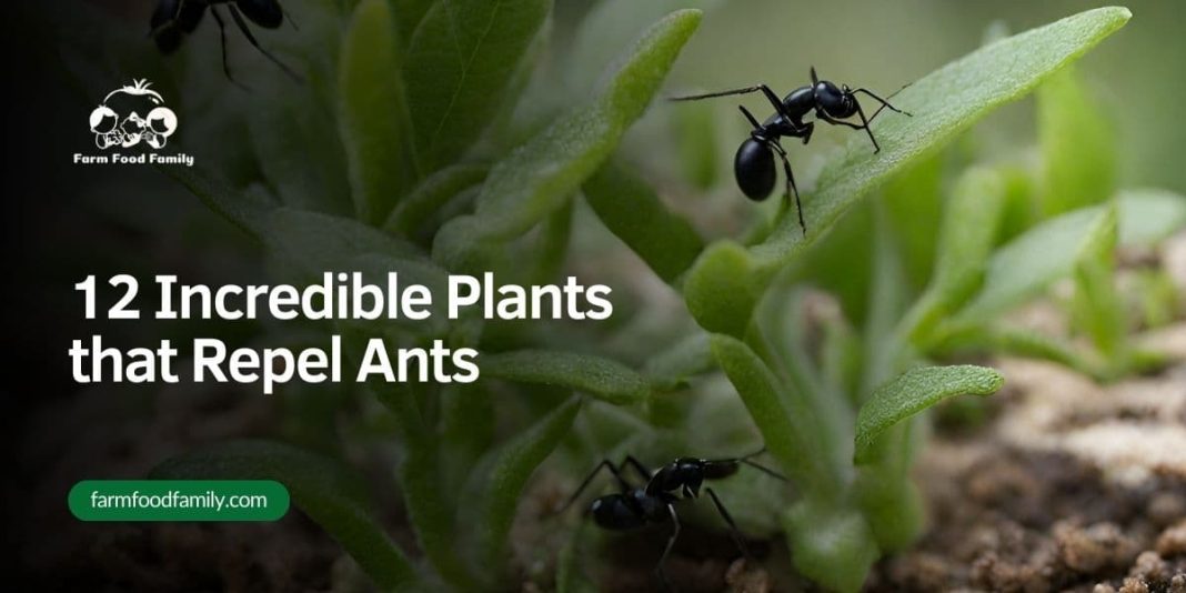 Top 12 Incredible Plants that Repel Ants - FarmFoodFamily