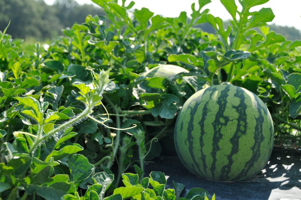 Growing and Harvesting Watermelon - FarmFoodFamily
