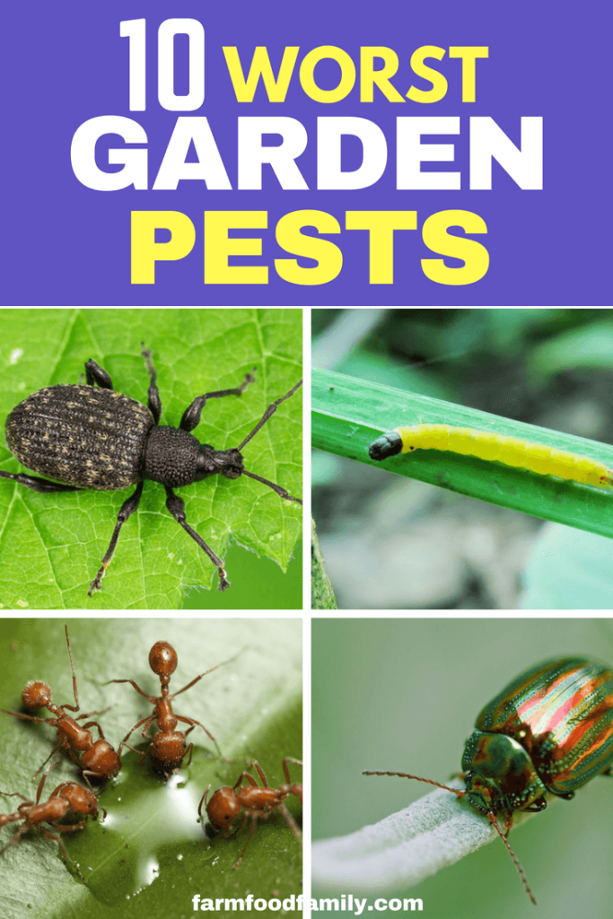 Top 10 Worst Garden Pests & How To Control Them