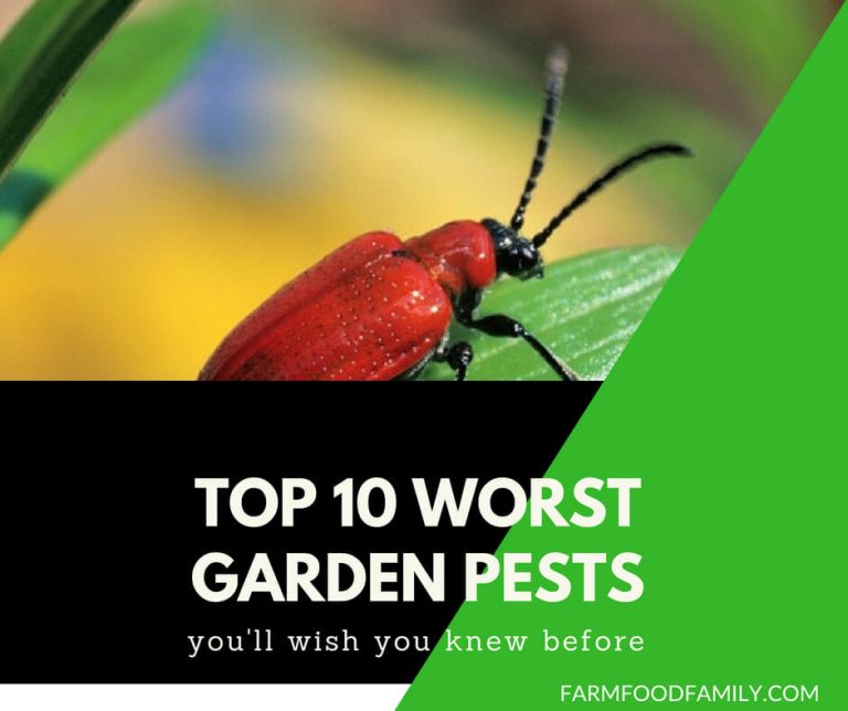 Top 10 Worst Garden Pests & How To Control Them