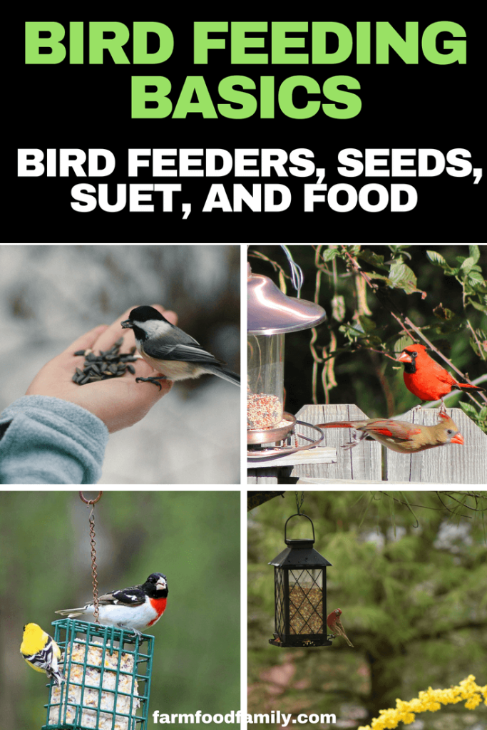 Bird Feeding Basics: Everything you need to know about Bird Feeders