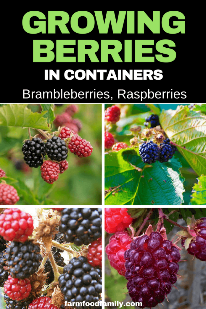 Growing Berries in Containers (Brambleberries, Raspberries ...