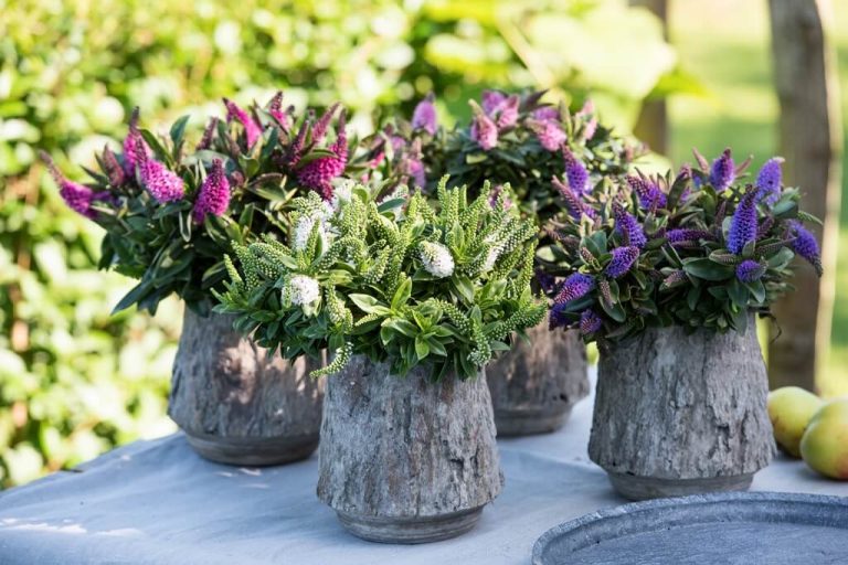 Potted Shrubs: How To Plant A Shrub In Pots (6 Steps) - FarmFoodFamily