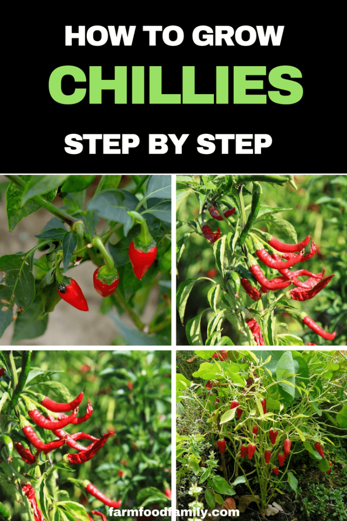 How To Grow Chillies From Seeds Step By Step - FarmFoodFamily