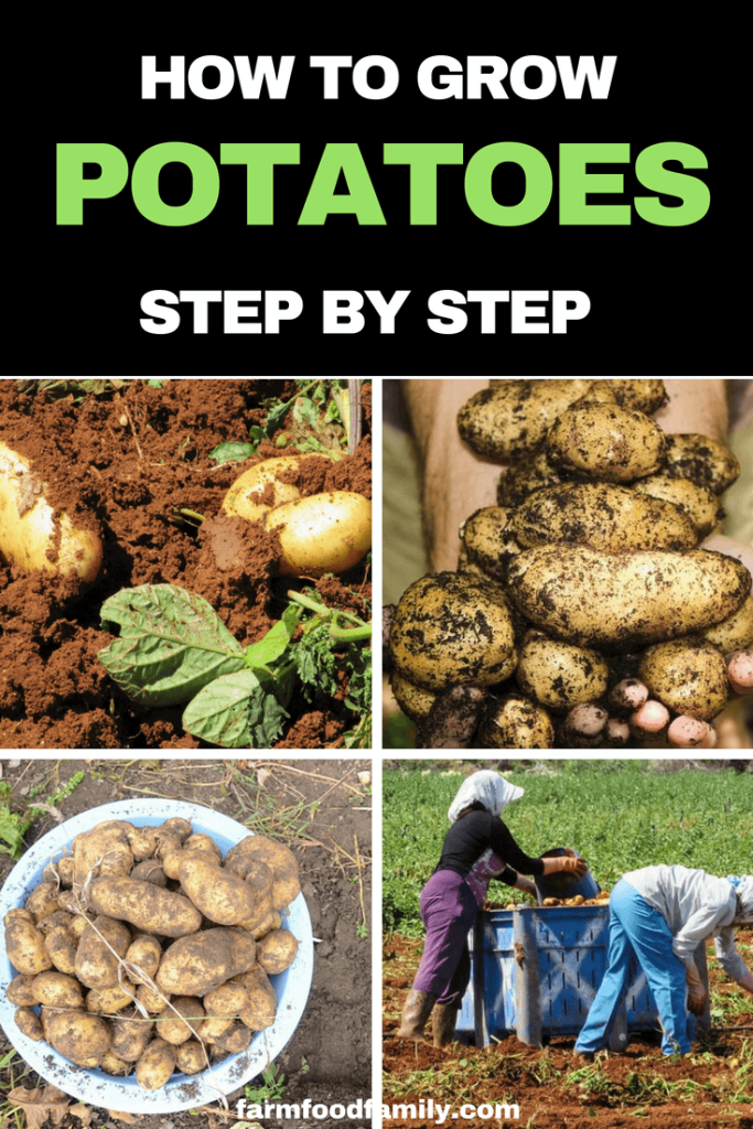 How To Grow Potatoes Successfully (from Planting to Storage)