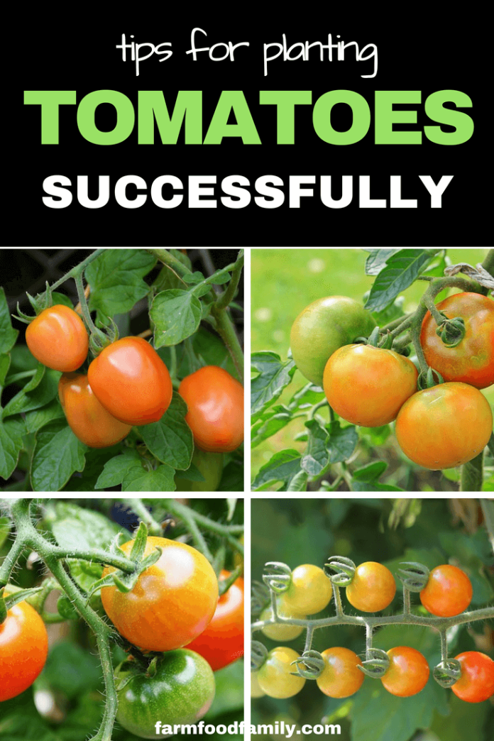 Tips For Planting Tomatoes Successfully - FarmFoodFamily