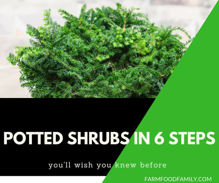 Potted Shrubs: How To Plant A Shrub In Pots (6 Steps) - FarmFoodFamily