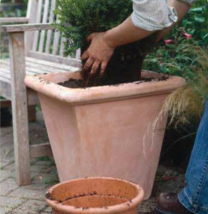 Potted Shrubs: How To Plant A Shrub In Pots (6 Steps) - FarmFoodFamily