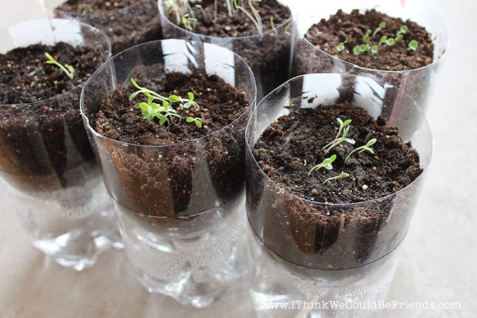 31 Stunning Low Budget Garden Pot and Container Ideas (FREE)