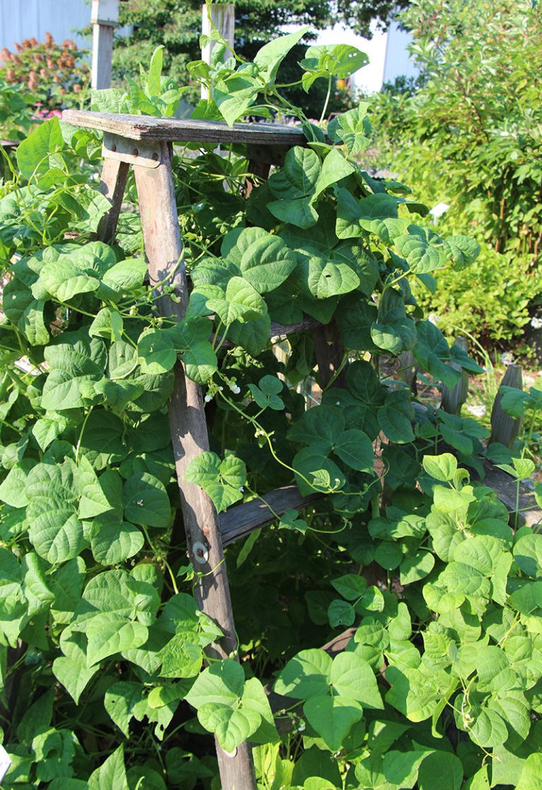 27 Awesome Upcycled Trellis Ideas For Your Garden