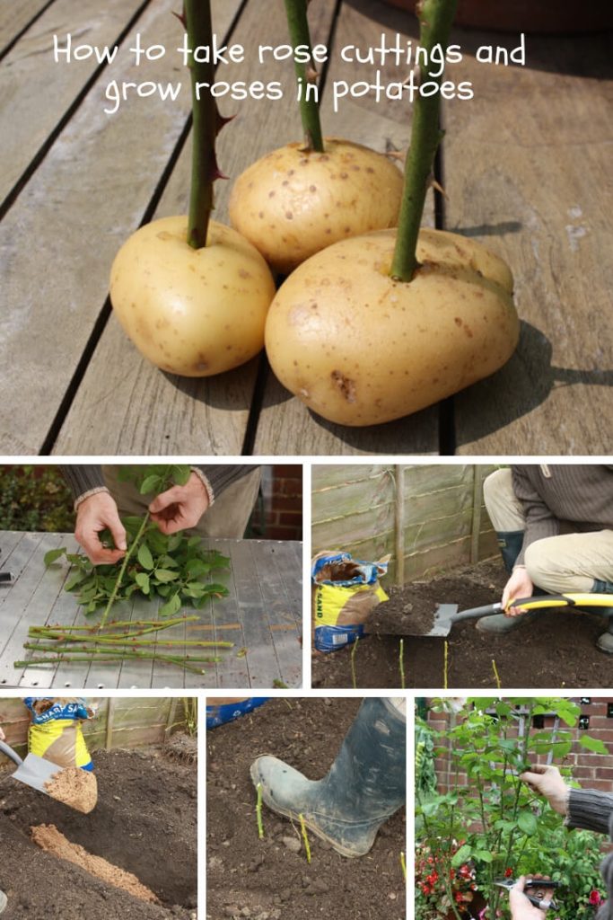 27+ Clever Gardening Hacks and Tricks That You Never Thought Of