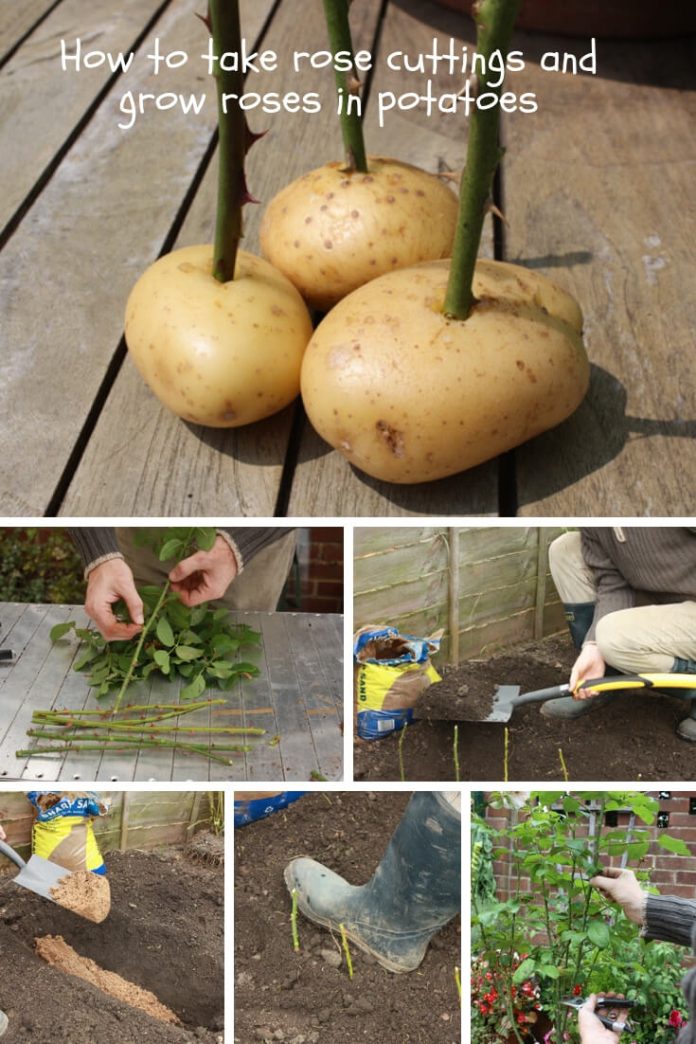 27+ Clever Gardening Hacks and Tricks That You Never Thought Of