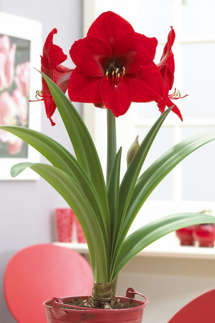11+ Flowers that Survive in Winter: Blooming Plants to Grow In the House