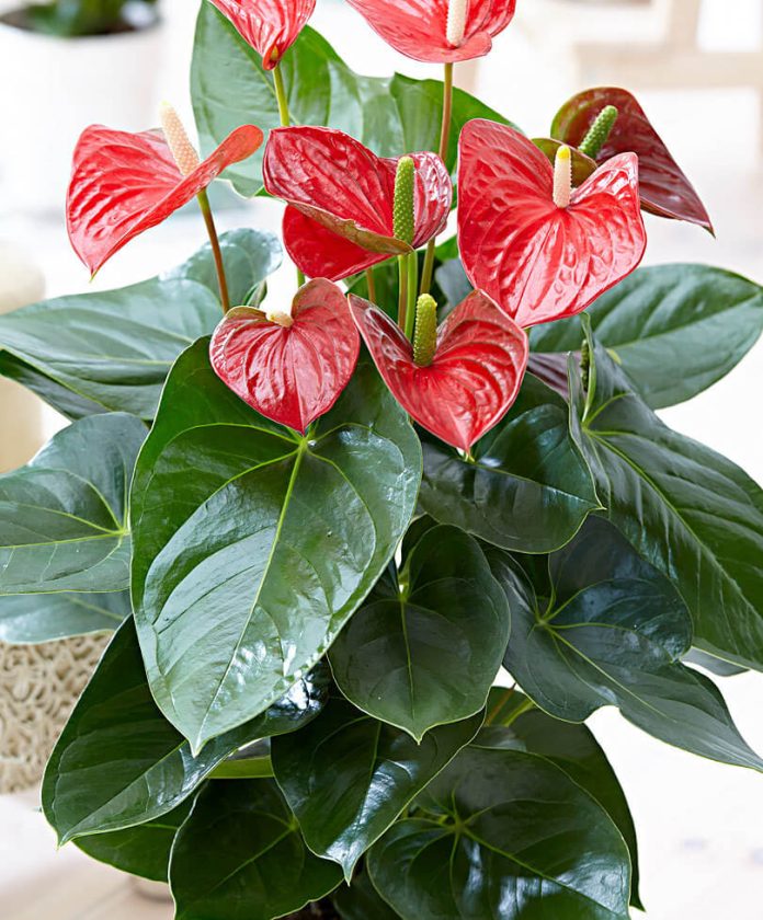 How to Grow and Care for Anthurium from Seeds - FarmFoodFamily
