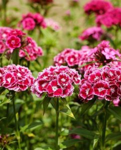 5 Best Flowering Perennials for a Fragrance Garden - FarmFoodFamily