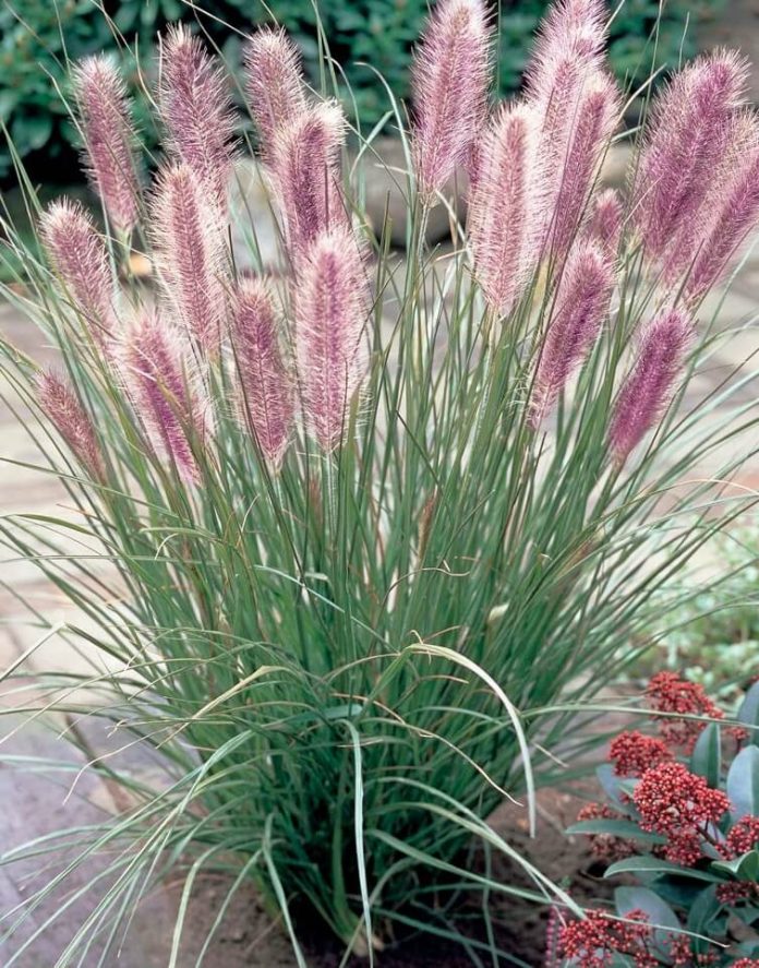 9 Fall Flowers for Autumn Color in the Garden Beds, Borders and Containers