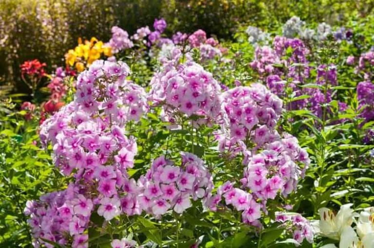 5 Best Flowering Perennials for a Fragrance Garden - FarmFoodFamily
