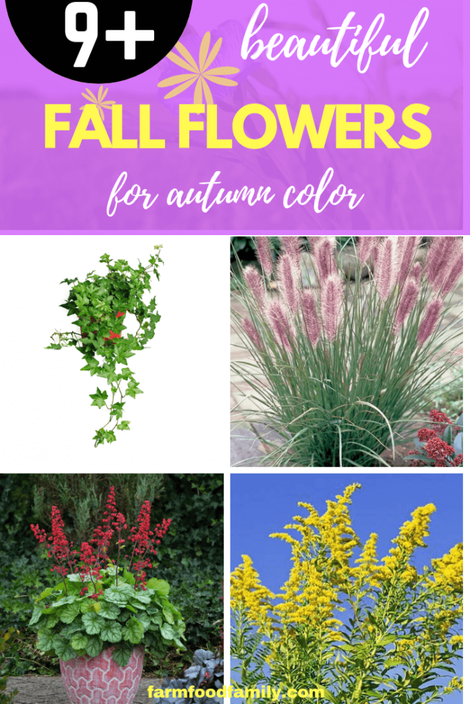 9 Fall Flowers for Autumn Color in the Garden Beds, Borders and Containers