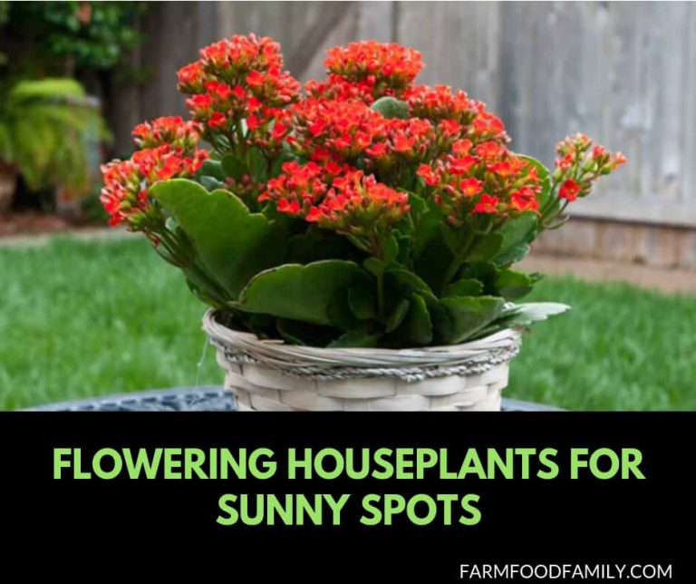 10 Flowering Houseplants for Sunny Spots That Thrive in a Sunny Window