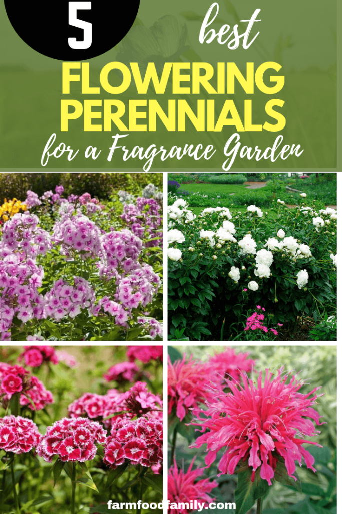 5 Best Flowering Perennials for a Fragrance Garden - FarmFoodFamily