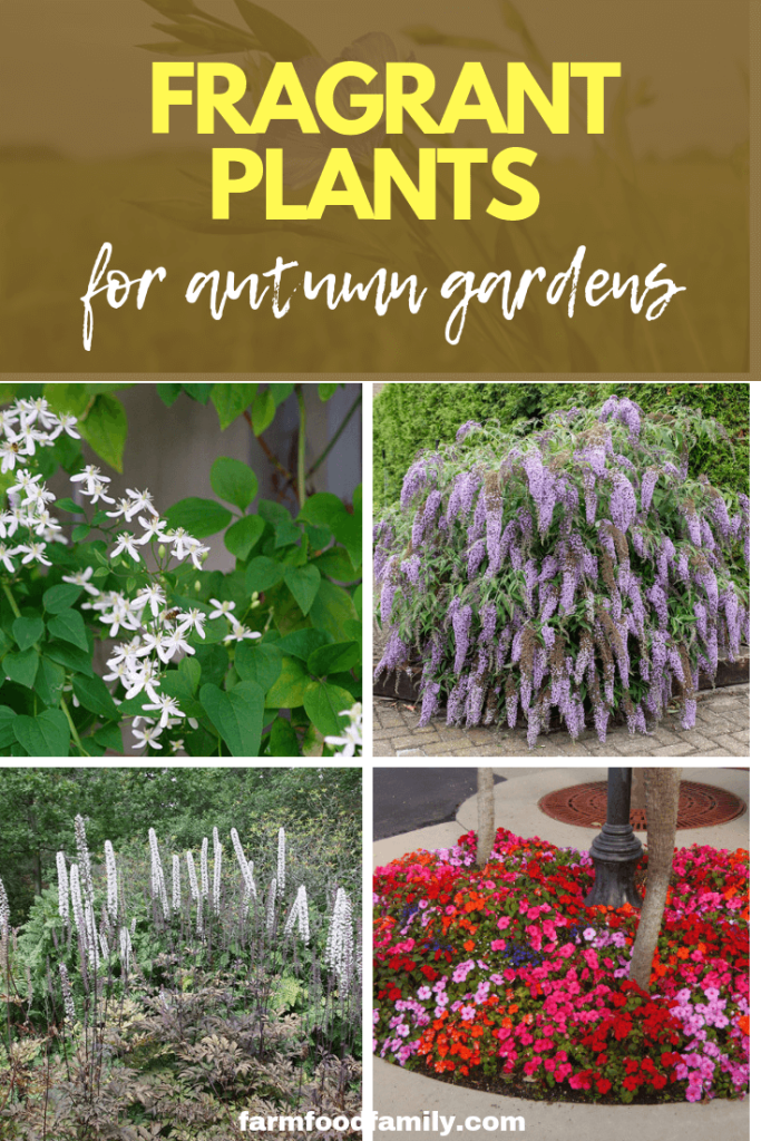 Fragrant Plants for Autumn Gardens - FarmFoodFamily