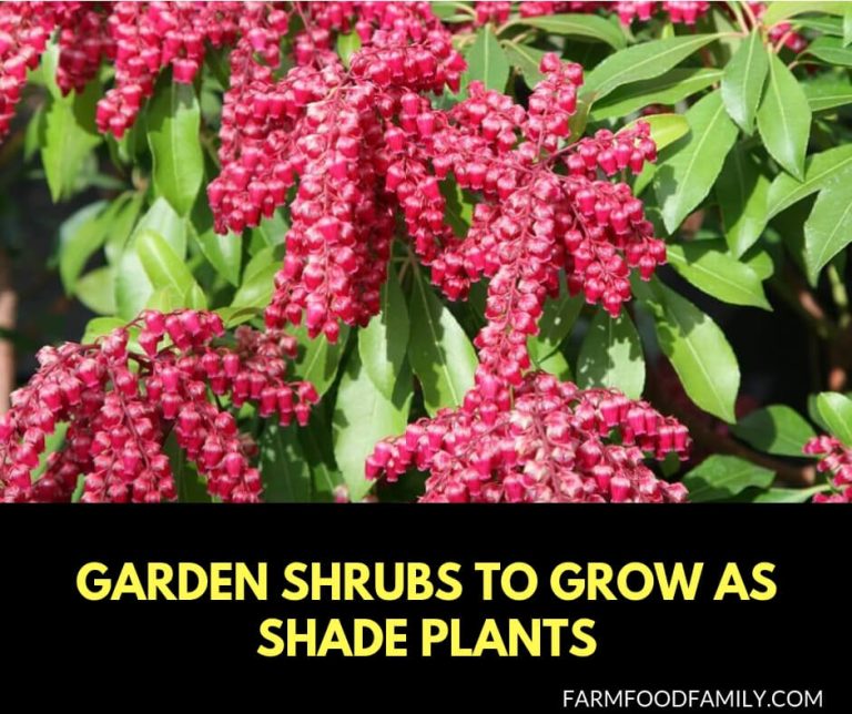 21+ Garden Shrubs to Grow as Shade Plants