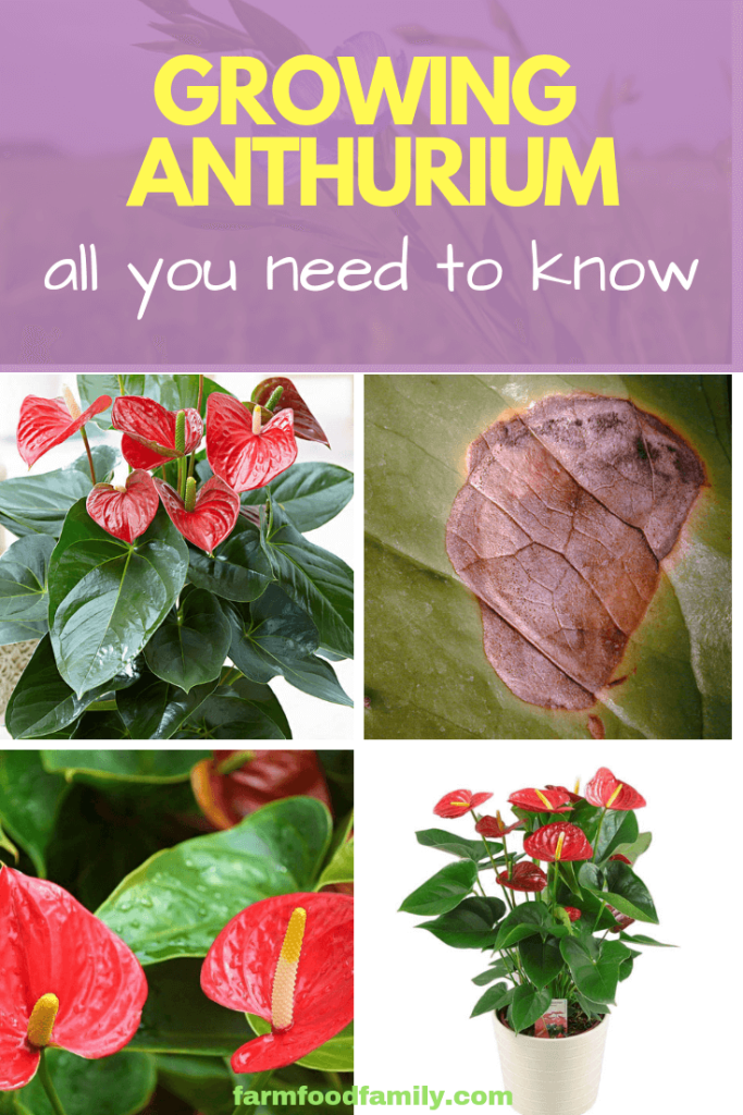 How to Grow and Care for Anthurium from Seeds - FarmFoodFamily