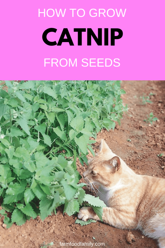How to Grow and Care for Catnip from Seeds - FarmFoodFamily