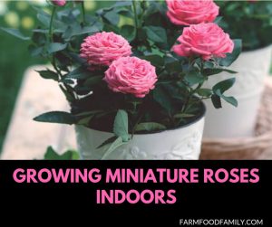 Growing Miniature Roses Indoors: Care, Feeding, and More
