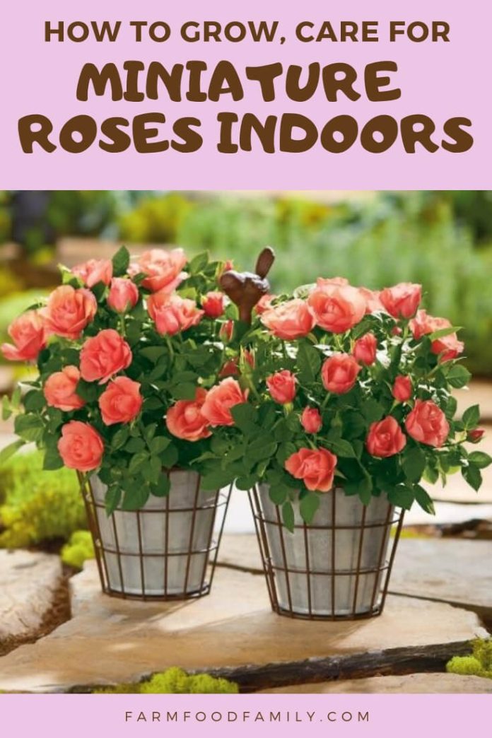 Growing Miniature Roses Indoors: Care, Feeding, and More